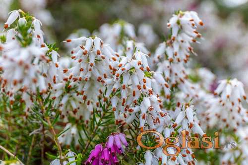 Crnjuša (erica carnea)