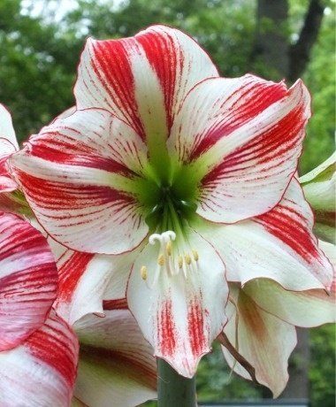 Amaryllis Single Ambience