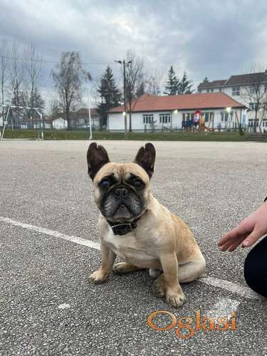 Dingo Francuski Buldog sreman za parenje