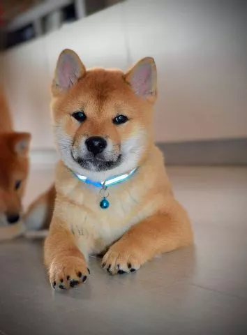 Šiba Inu- Shiba Inu