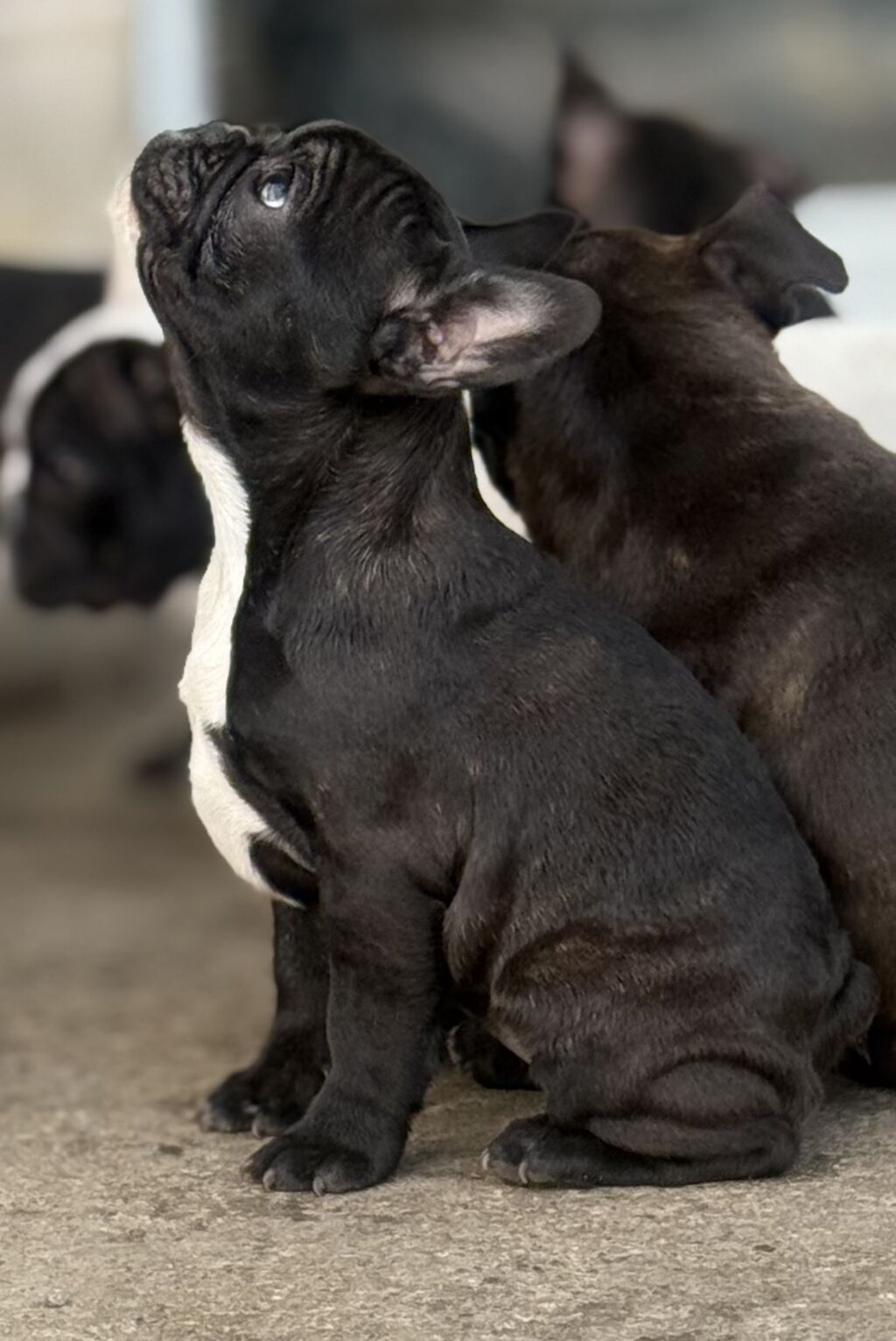Dostupno 2 šteneta francuskog buldoga, jos dve devojcice. Oštenjene