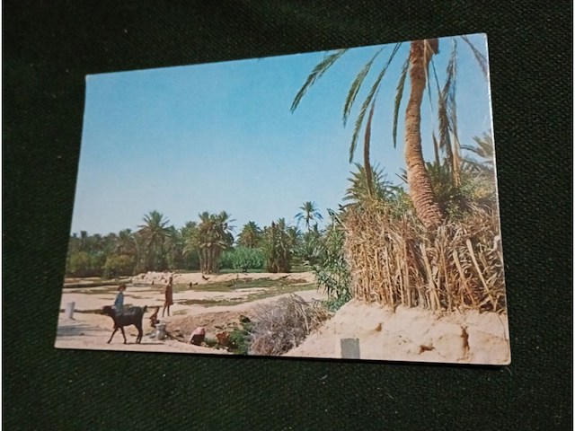 Oasis de Gabes Tunisie