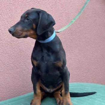 Doberman muško štene ❲ 500 eur ❳