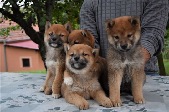 Prelepi Shiba Inu Stenci Na Prodaju