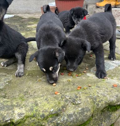 Mesanci haskija , štenad