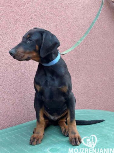 Doberman muško štene
