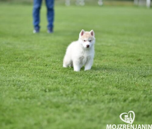 Sibirski haski štenci