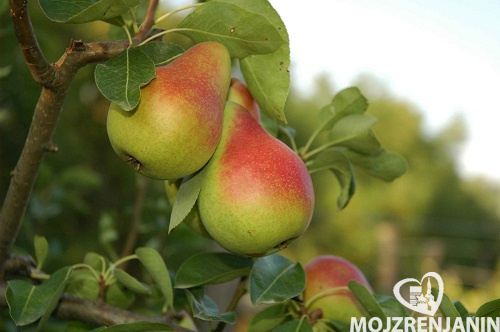 Kvalitetne sertifikovane vocne sadnice iz Rasadnika Antic