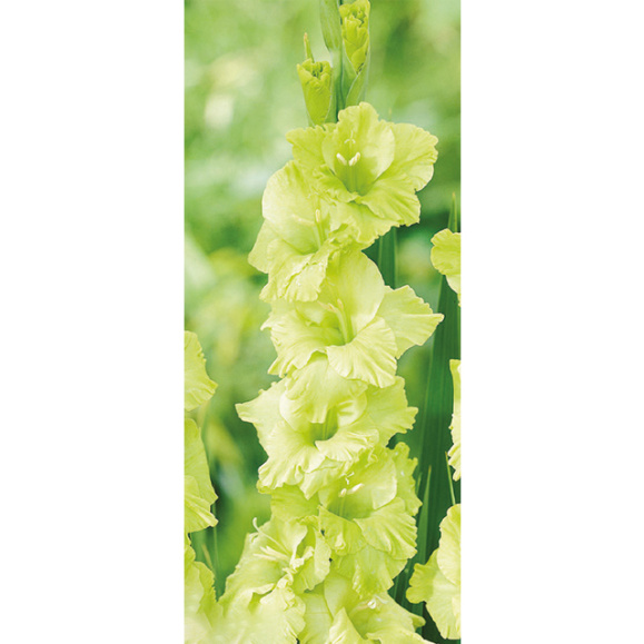 Lukovice cveće Gladiolus p Erin 6/1