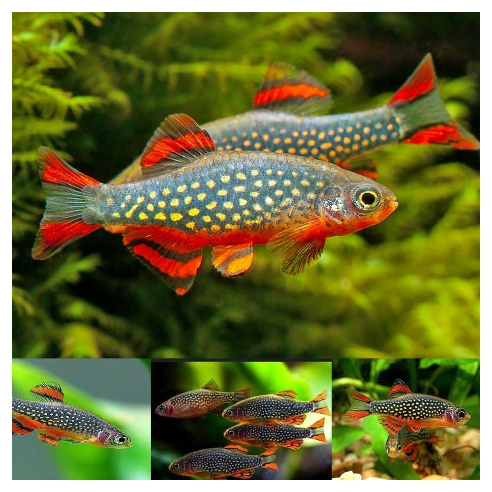 Danio margaritatus - Galaxy rasbora