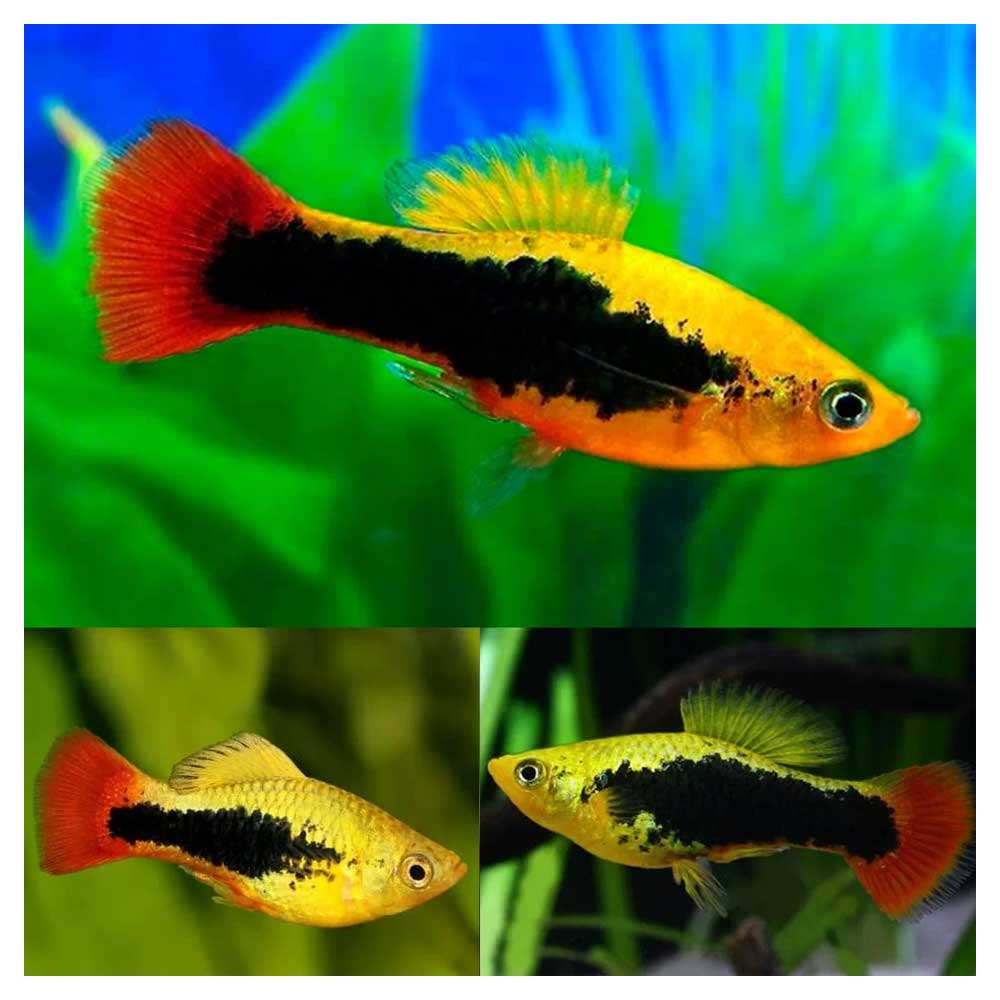 Xiphophorus maculatus var. - Hawaiian platy