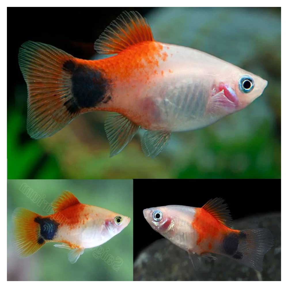 Xiphophorus maculatus var. - Micky mouse platy