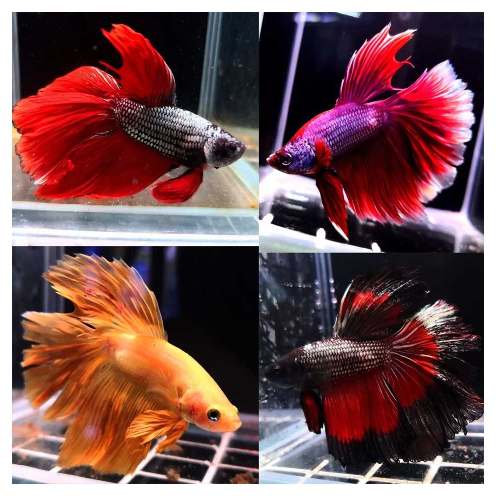 Betta splendens - Borac super delta