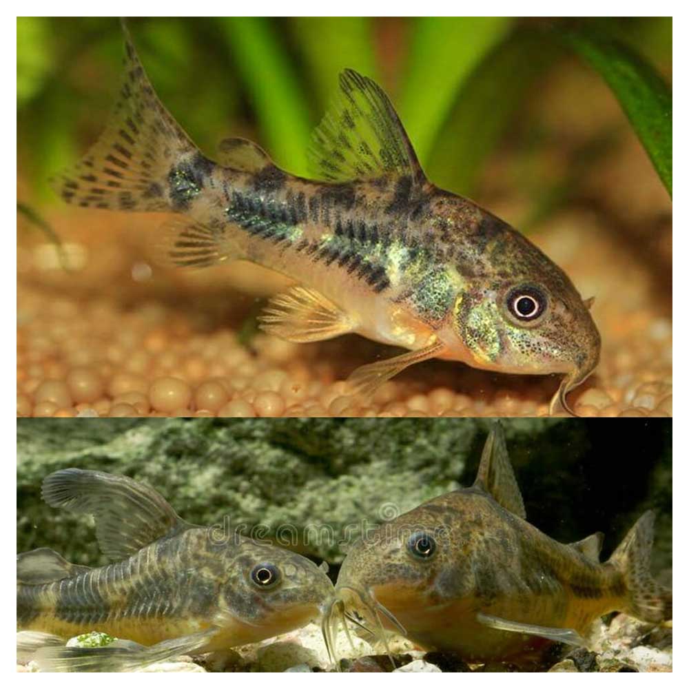 Corydoras paleatus