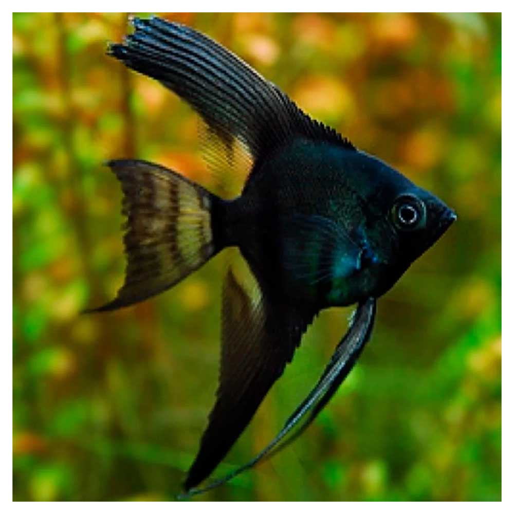 Pterophyllum scalare var. - Skalar black phantom
