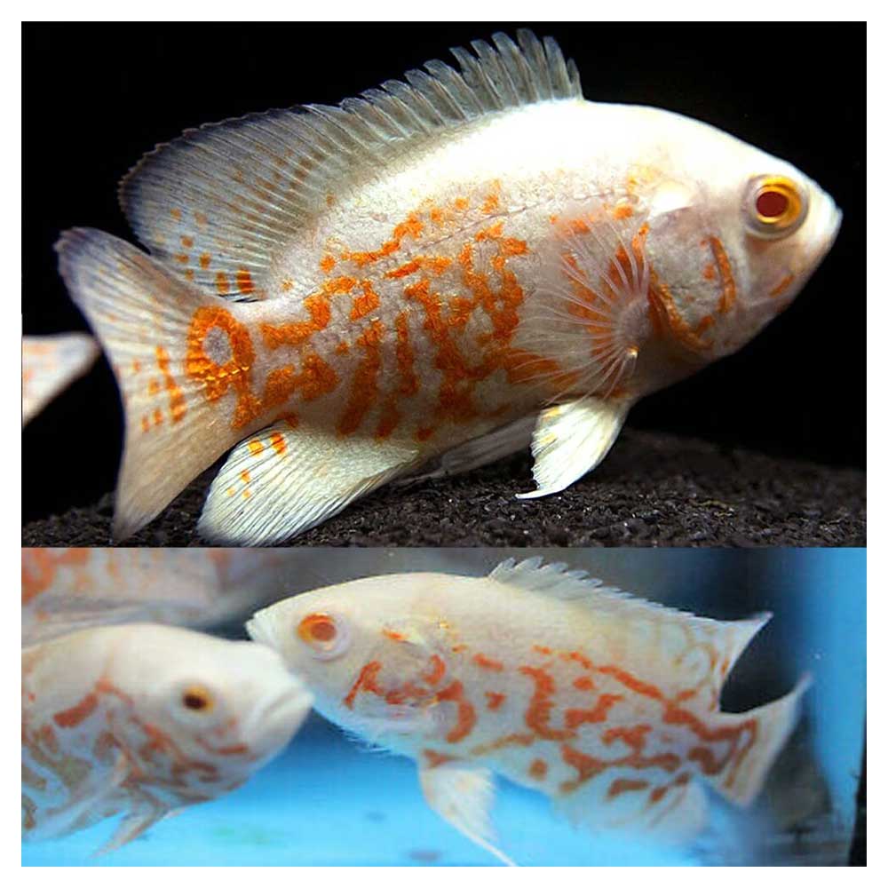 Astronotus ocellatus sp. - Albino oskar