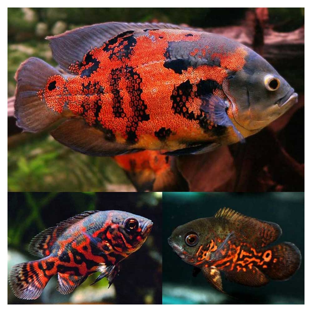 Astronotus ocellatus - Oskar tiger