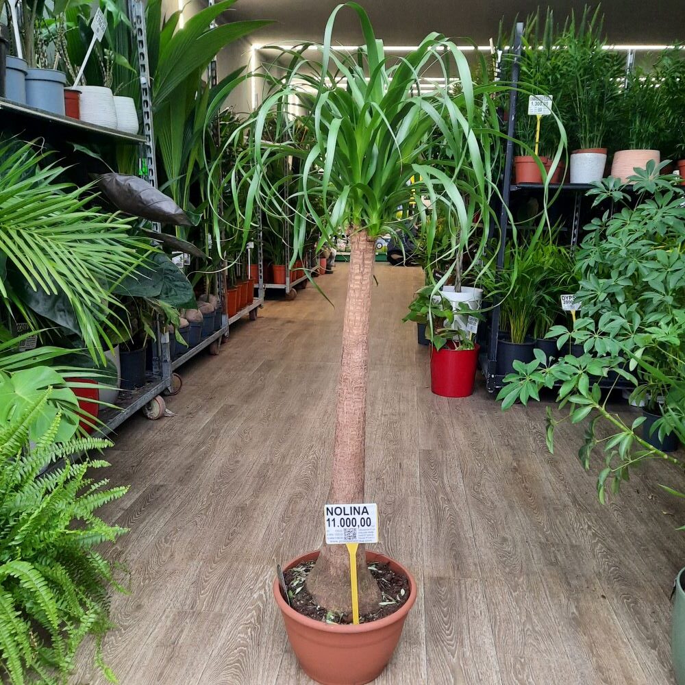 Nolina recurvata 150 cm
