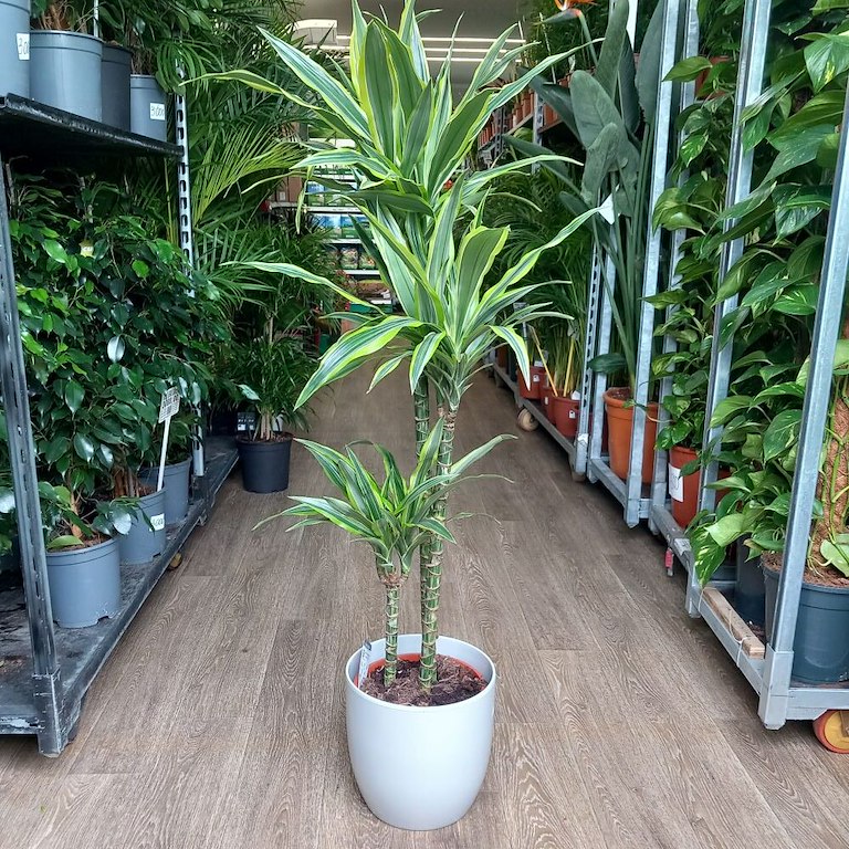 Dracaena Lemon Lime 3 štapa 140 cm