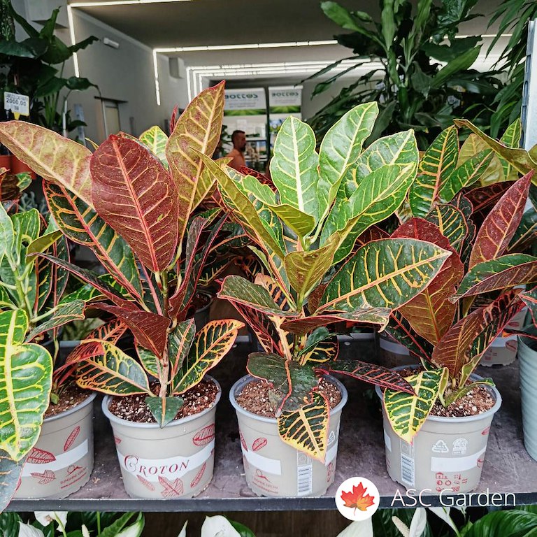 Codiaeum Excellent 40 cm