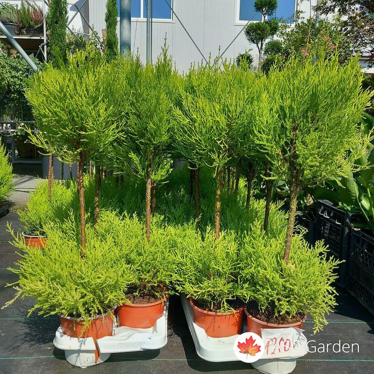 Cupressus Goldcrest Wilma duo – bol – Sobni čempres 70 cm