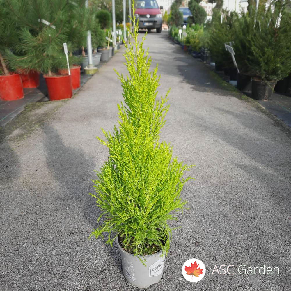 Cupressus Goldcrest Wilma – Sobni čempres 65 cm