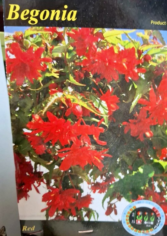 LUKOVICA BEGONIA Red kom.