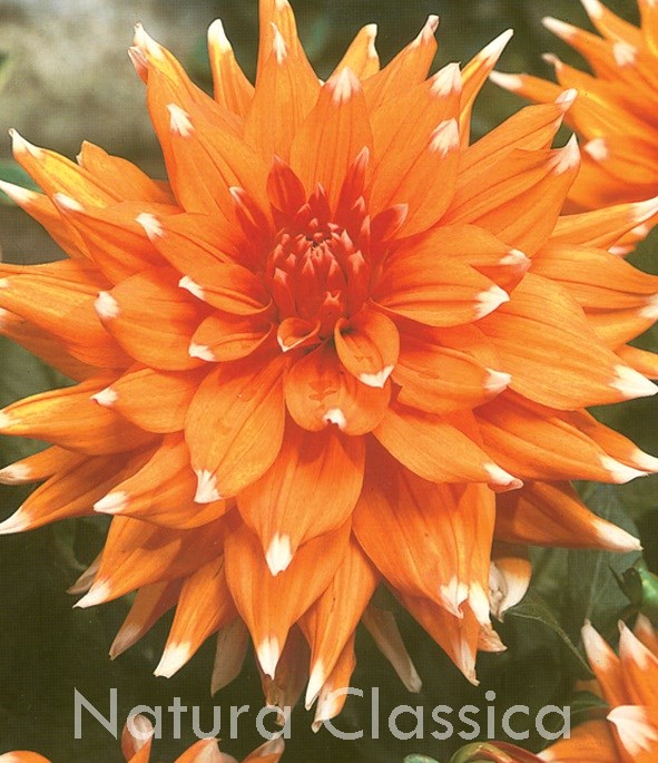 LUKOVICA Dahlia Color Spectacle kom.