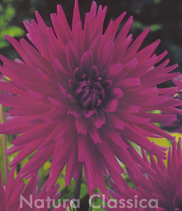 LUKOVICA Dahlia Purple Gen kom.