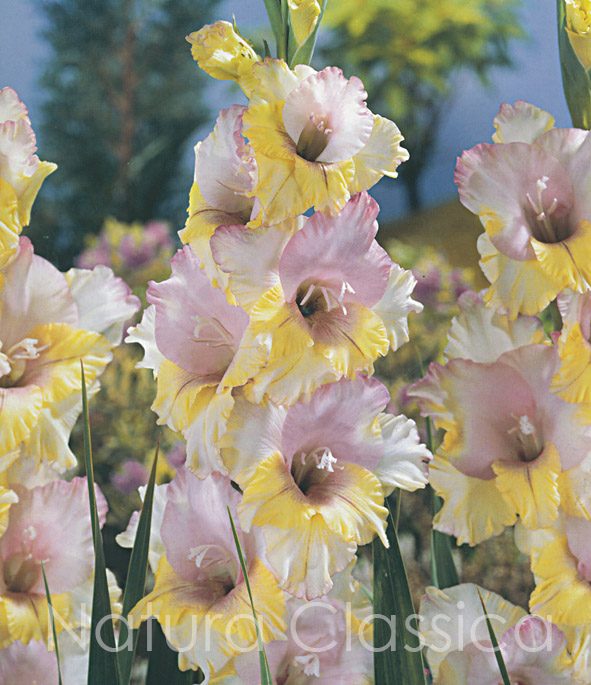 LUKOVICA GLADIOLA Mon Amour kom.