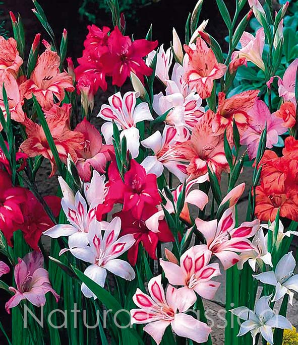 LUKOVICA GLADIOLA Nanus-mix 8/1
