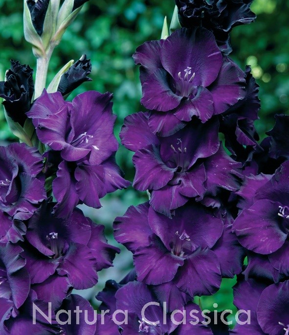LUKOVICA GLADIOLA Purple Flora kom.