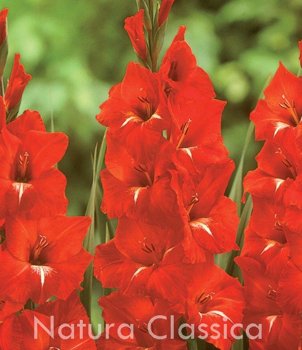 LUKOVICA GLADIOLA Tradehorn Red kom.