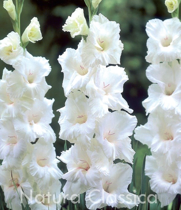 LUKOVICA GLADIOLA White Prosperity kom.