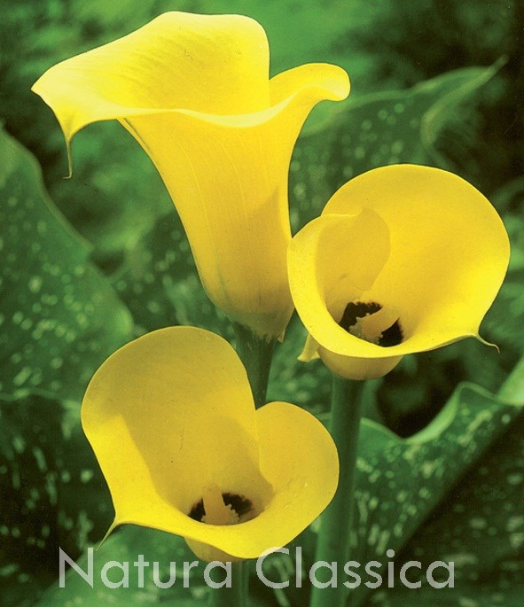 LUKOVICA KALA (Calla) Black Magic kom.