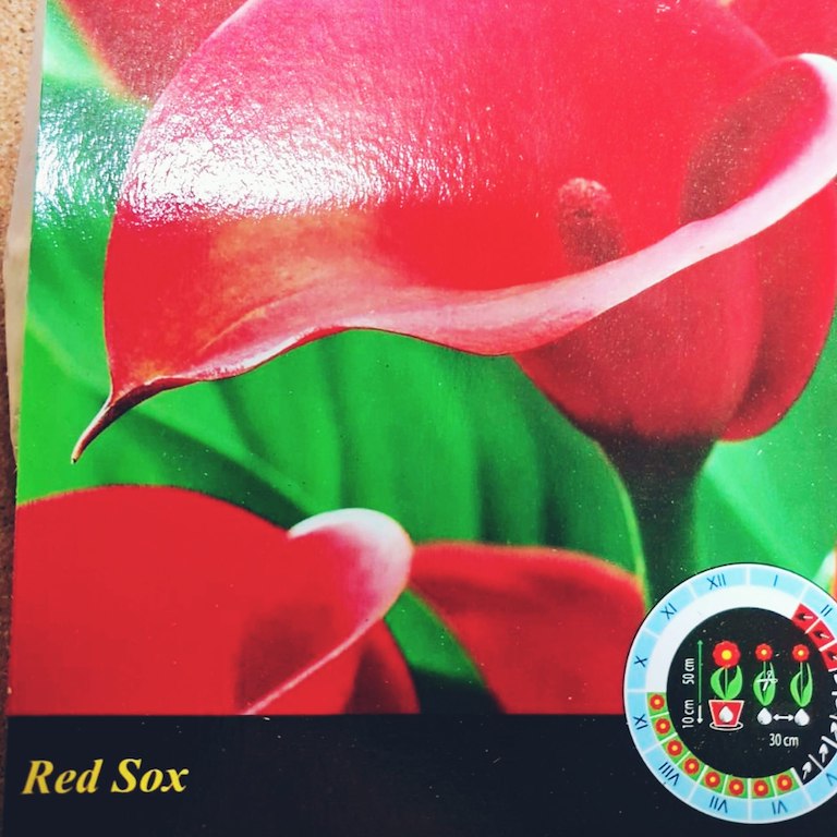 LUKOVICA KALA (Calla) Red Sox kom.