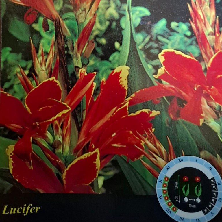 LUKOVICA KANA (Canna) Lucifer kom.