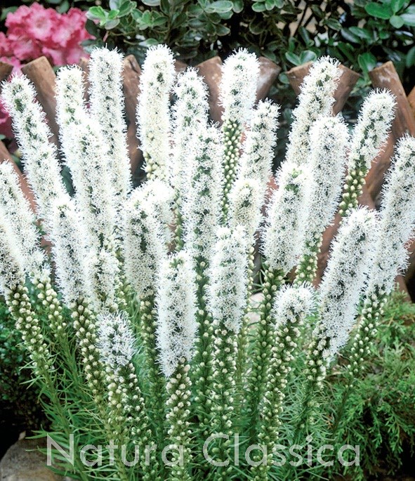 LUKOVICA Liatris Flosterian Alba 5/1