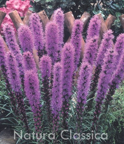 LUKOVICA Liatris Spicata 5/1