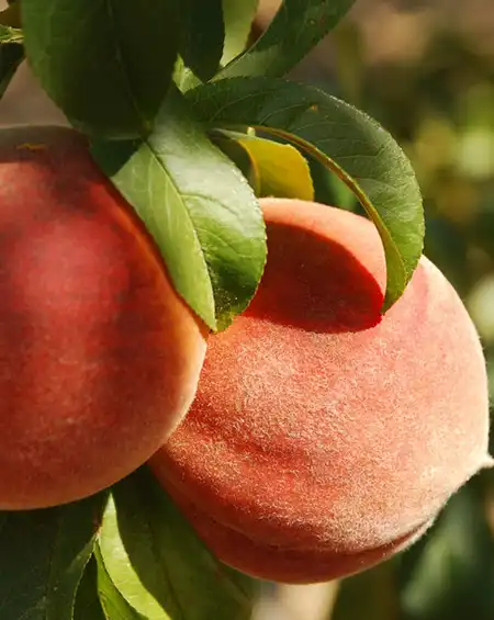 VOĆNA SADNICA BRESKVA RED TOP