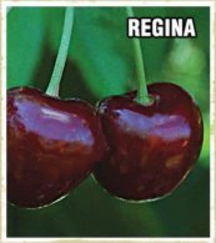VOĆNA SADNICA TREŠNJA Regina