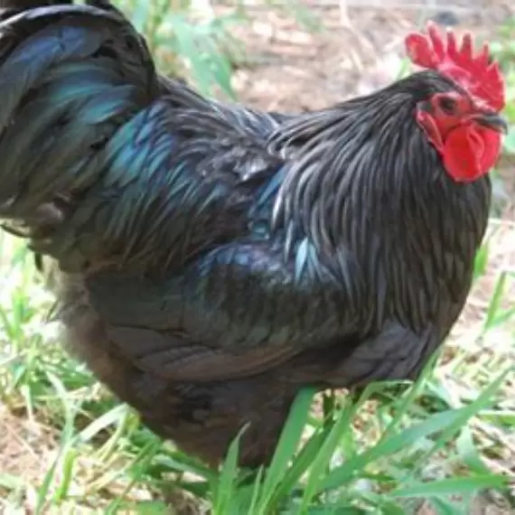 AUSTRALORP JEDNODNEVNO PILE