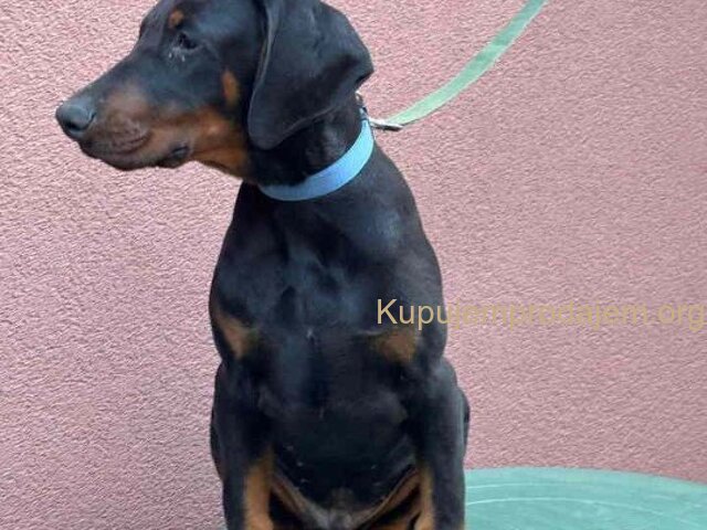 Doberman muško štene