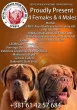 Bordoska Doga (Dogue de Bordeaux) prelepi stenci