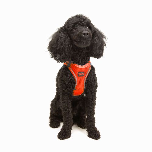 Air-Mesh - Neo Orange Ogrlica za Pse