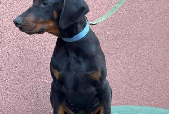 Doberman muško štene