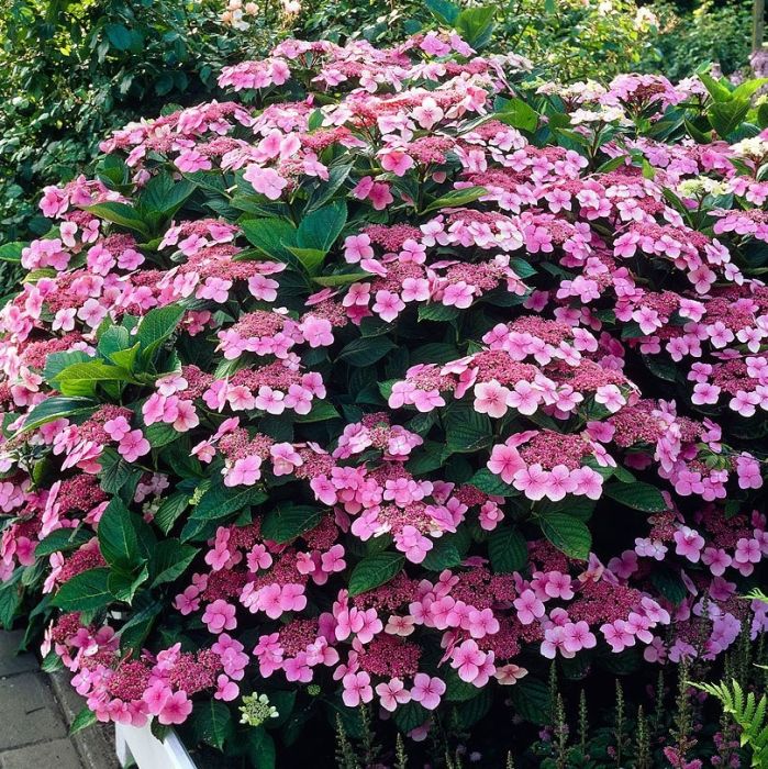 Hydrangea Macrophylla Mariessi Perfecta - Roze Čipkasta Hortenzija