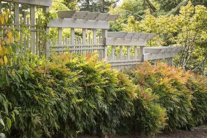 Nandina Domestica Gulfstream - Nandina