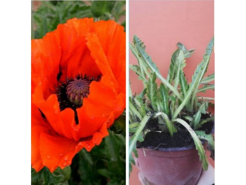 Visegodisnji ukrasni mak (Papaver orientale)