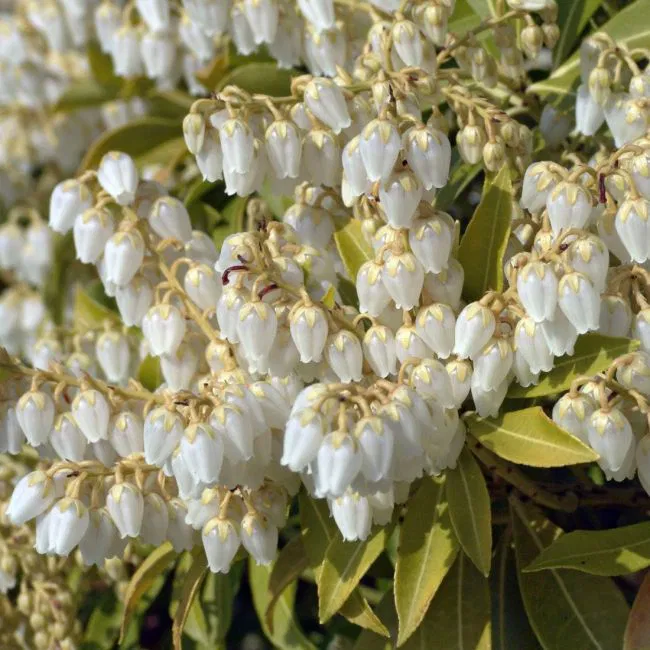 Pieris japonica 'Purity'